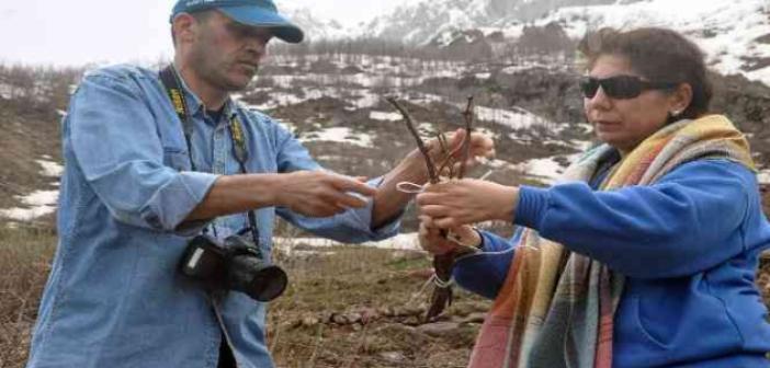 Yüksekova’da yetişen zerik ve siyah üzümün aşı kalemleri Tekirdağ’daki ...