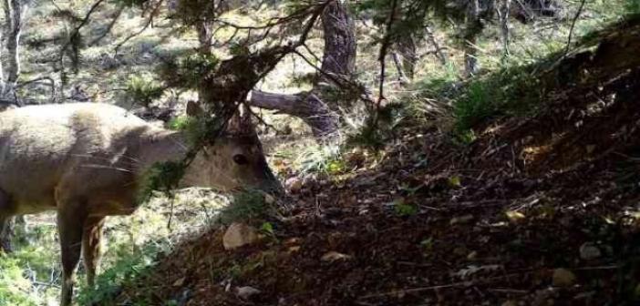 Kırıkkale’de yaban hayatı fotokapanla görüntülendi Kırıkkale’de yaban hayatı fotokapanla görüntülendi