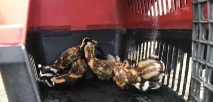 Nesli tükenmekte olan ‘alaca sansar’ yavrularıyla köye indi