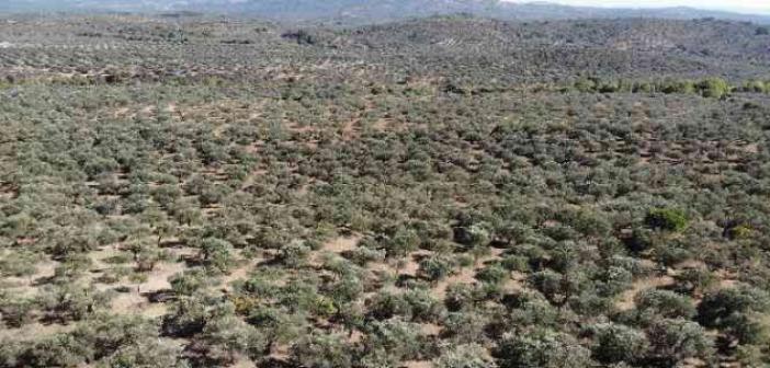 Zeytinyağı üreticisi Ahmet Herdan “Kazdağları zeytinyağına değer katıyor”