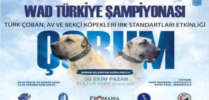 Türk çoban köpeği ırkları Çorum’da podyuma çıkacak