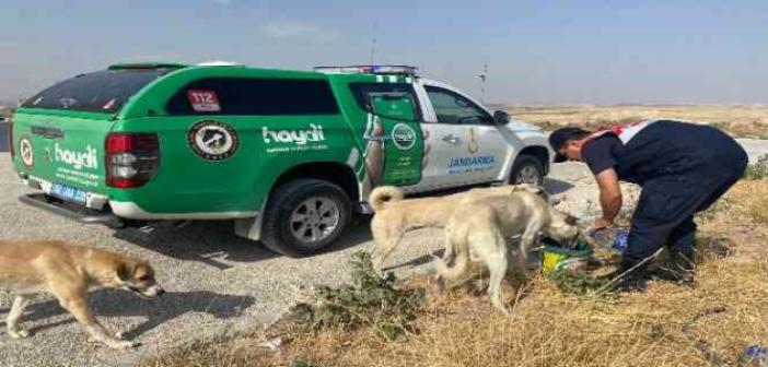 Koruma timi 6 ayda 57 olaya müdahale etti